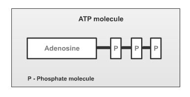atp – Global Fitness Institute