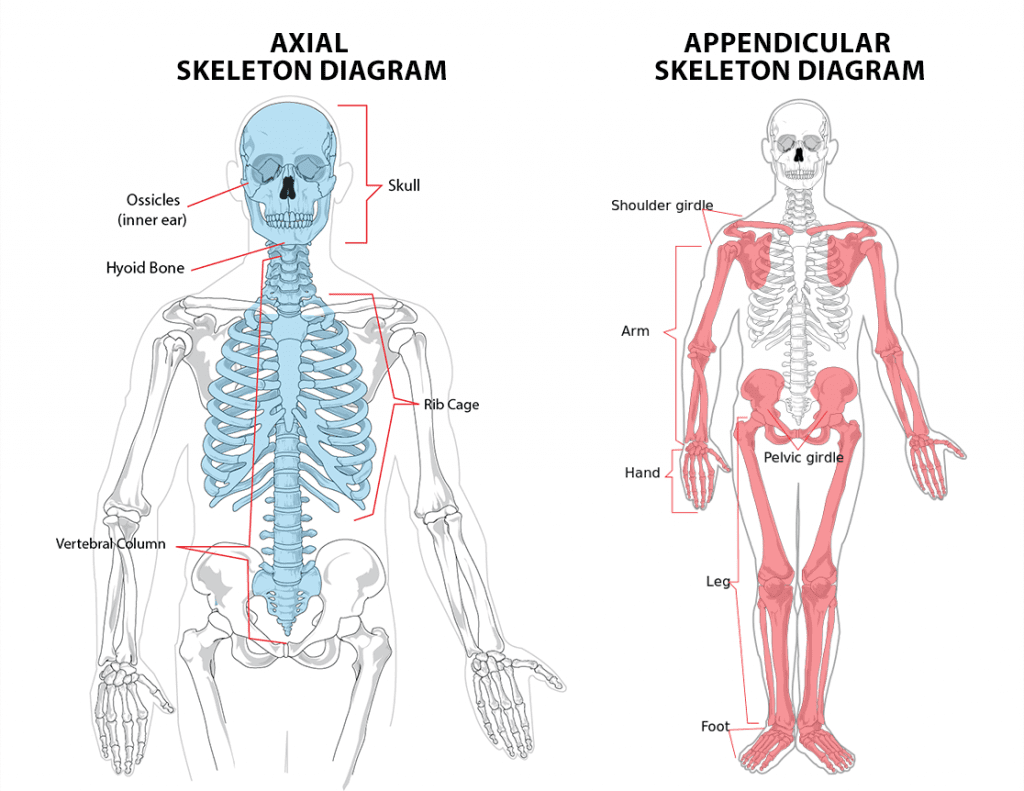 axis-and-appendicular – Global Fitness Institute