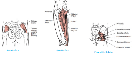 hip muscles – Global Fitness Institute