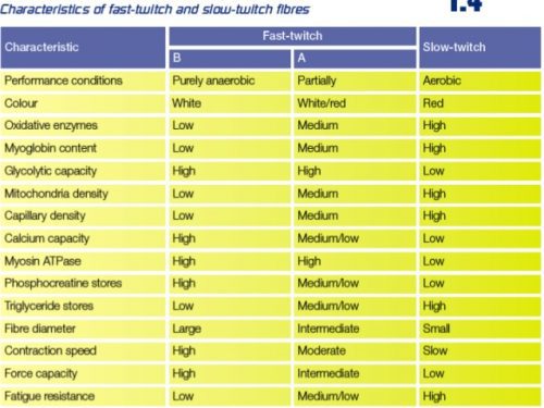 muscle-fibre-types characteristics – Global Fitness Institute