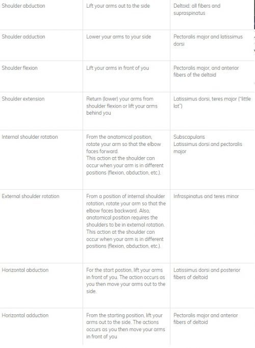 shoulder muscles actions – Global Fitness Institute