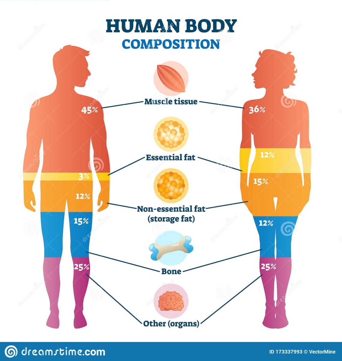 human-body-composition-infographic-vector-illustration-diagram ...